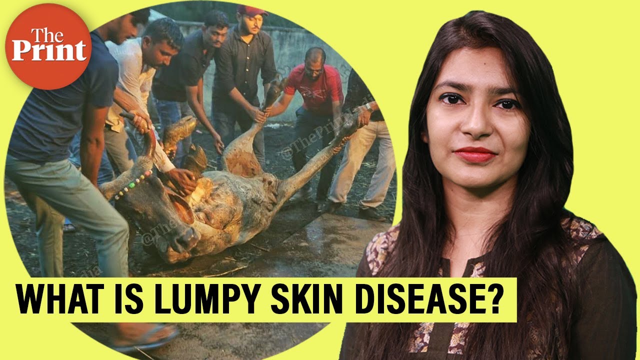 All about lumpy skin disease which is causing outbreaks in Indian ...