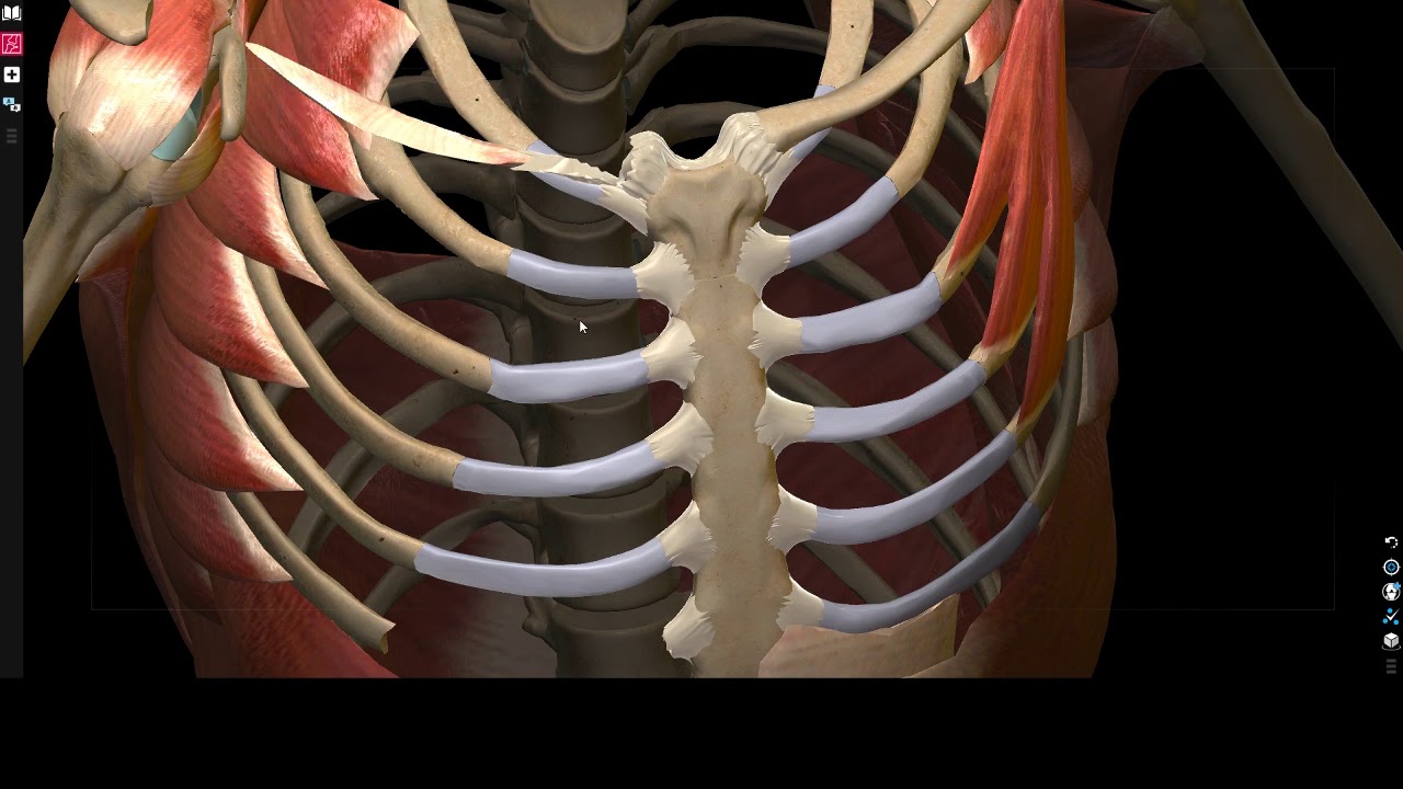 Muscolo succlavio - YouTube