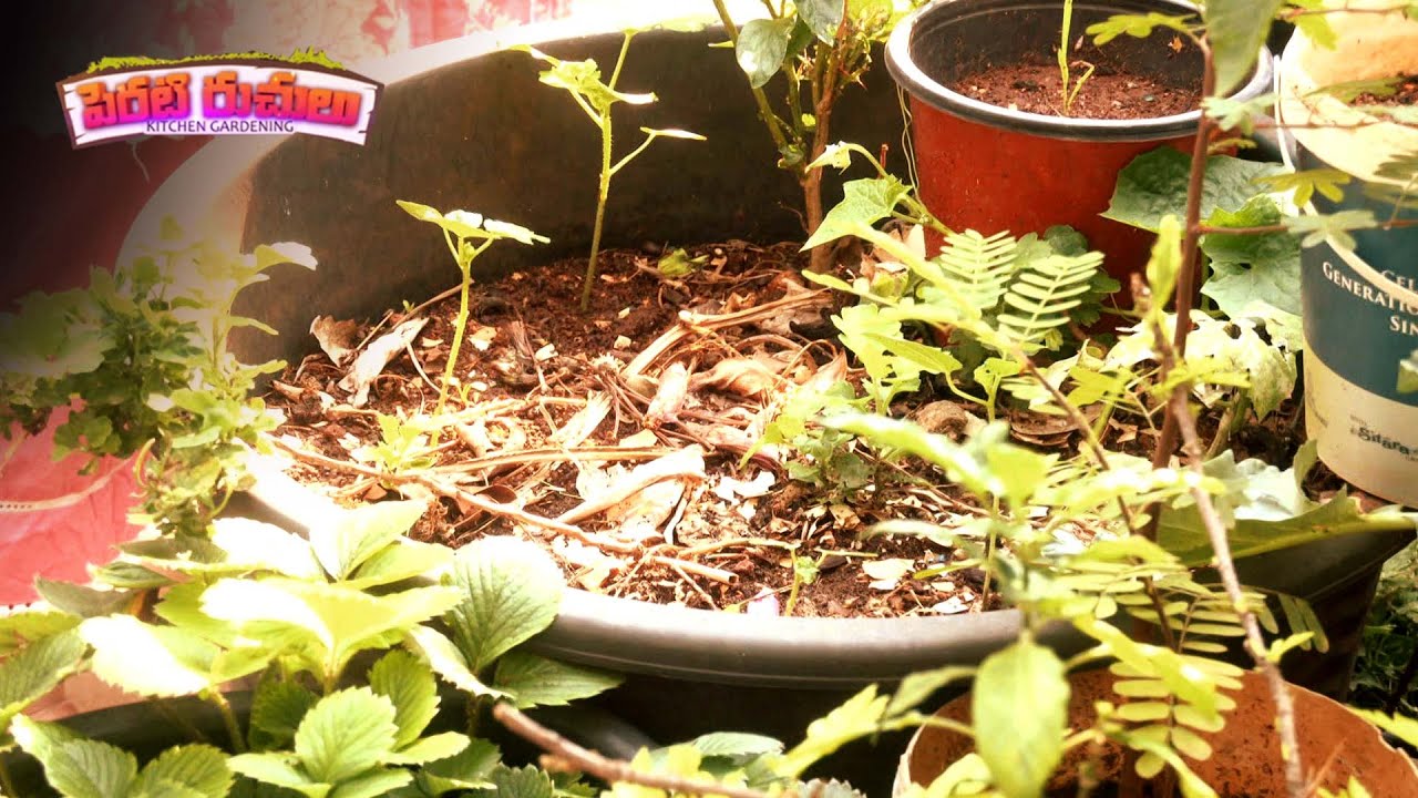 Perati Ruchulu | Full Episode | ETV Abhiruchi - YouTube