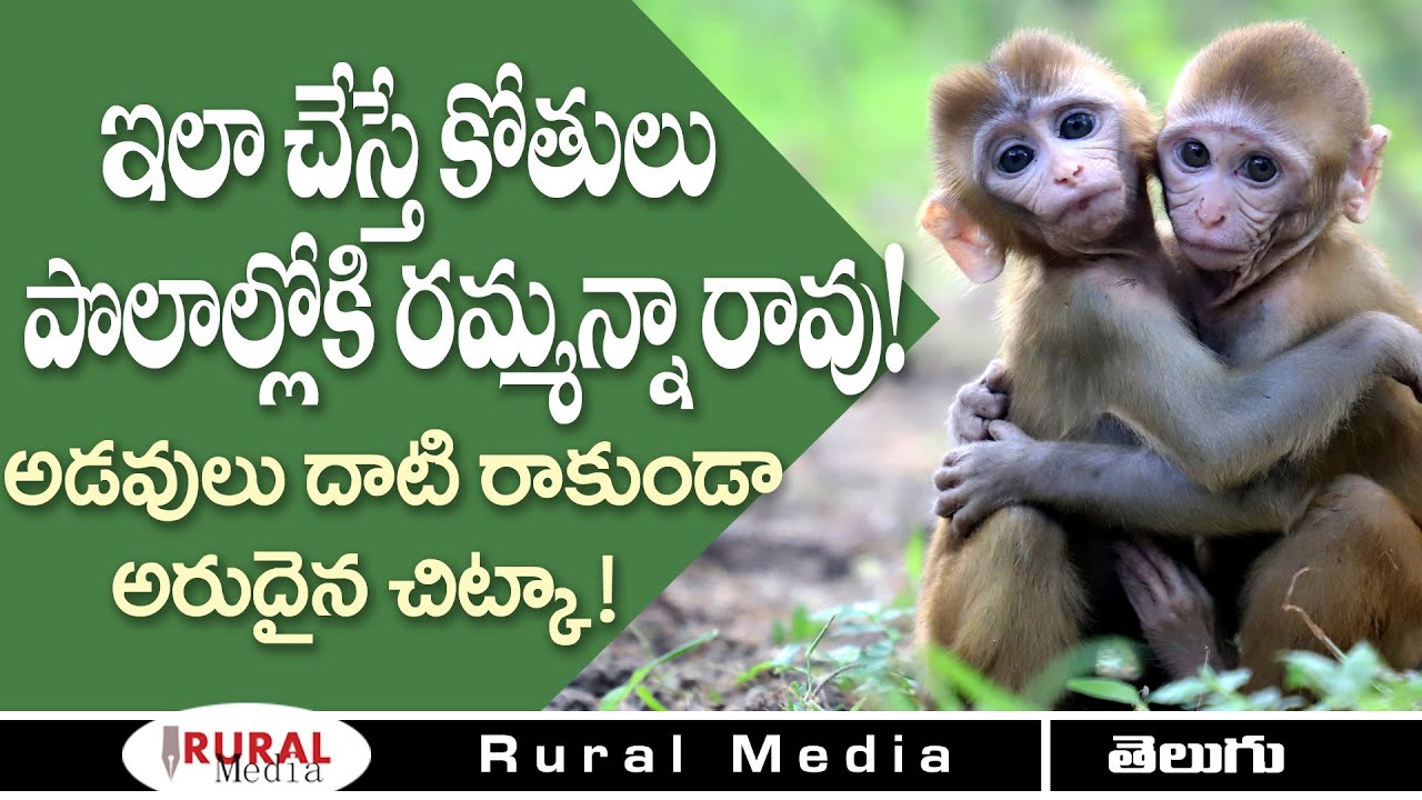 How to scare away monkeys from your plantation | Komera Jaji | how to ...