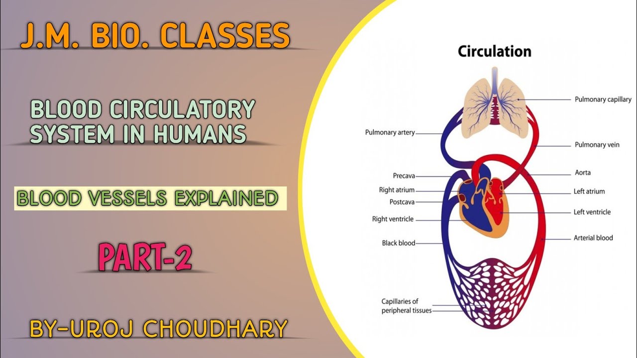 "Blood Vessels Explained | रक्त वाहिनियाँ | Blood Circulatory System in Humans | Part 2" - YouTube
