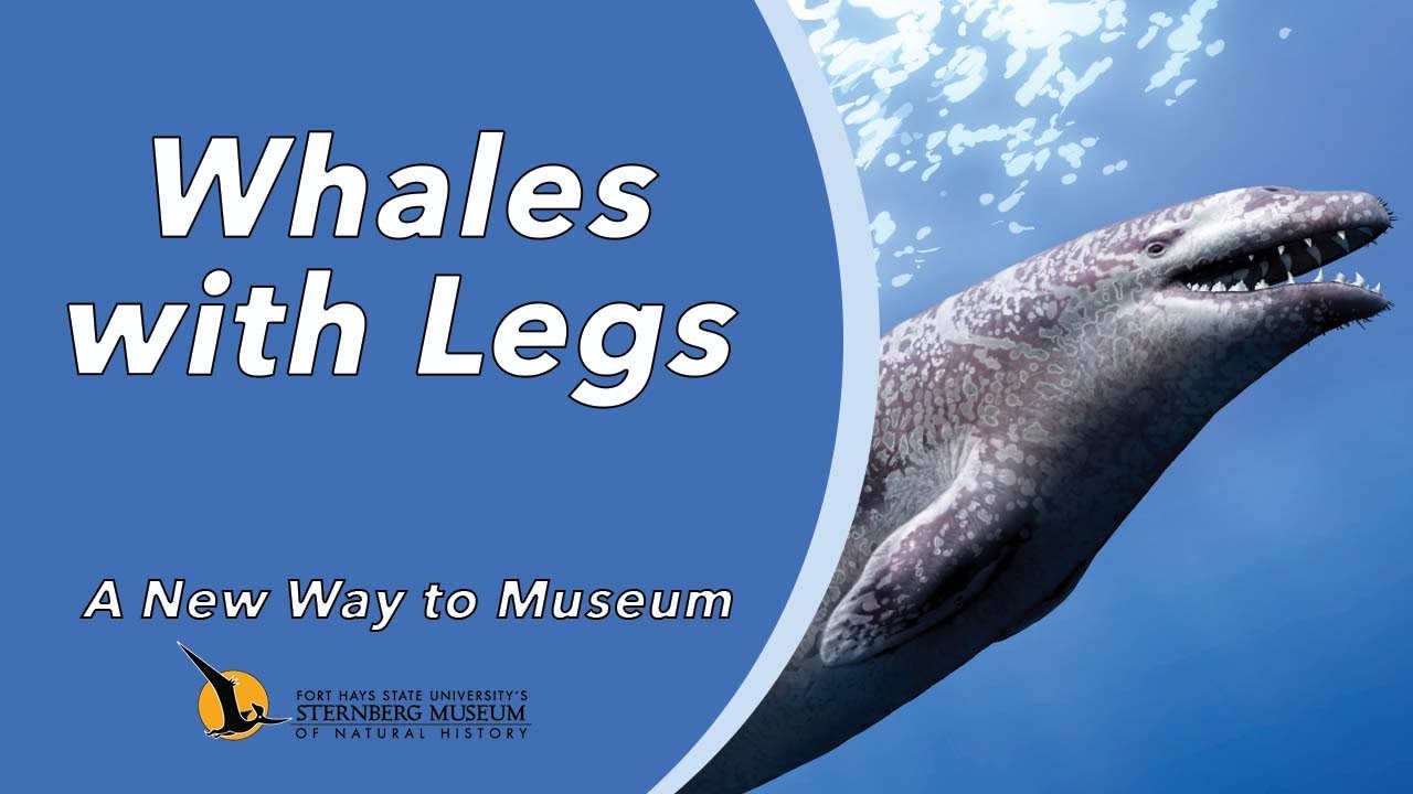 Whales with Legs | A New Way to Museum - YouTube