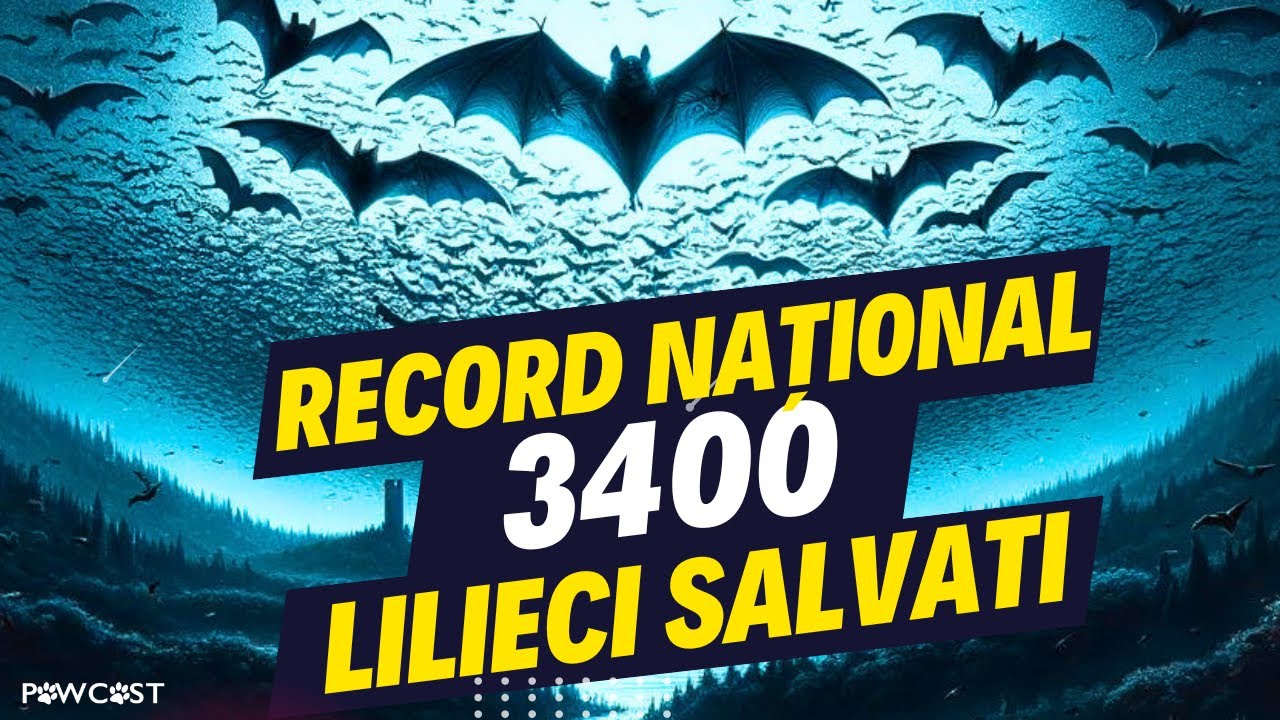 RECORD | Cea Mai Mare Colonie de LILIECI din România | Salvare ISTORICA ...
