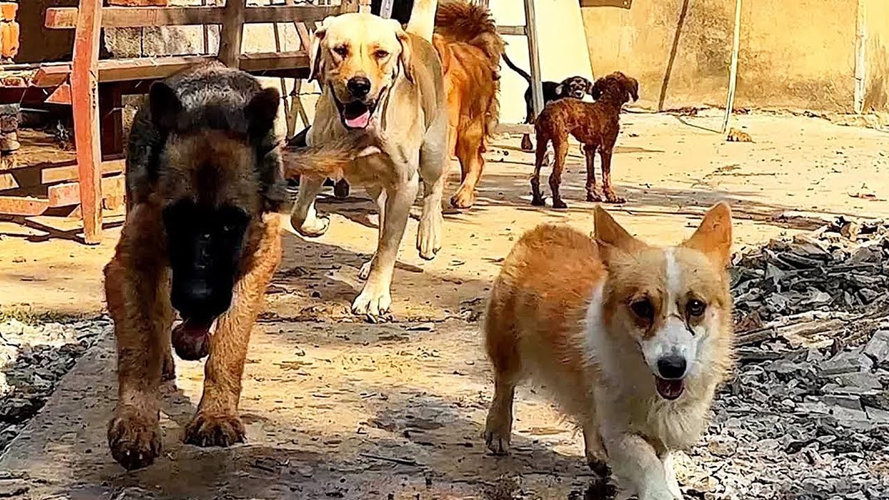 Build Comfortable Home For Stray Dogs That Have Been Abandoned And ...