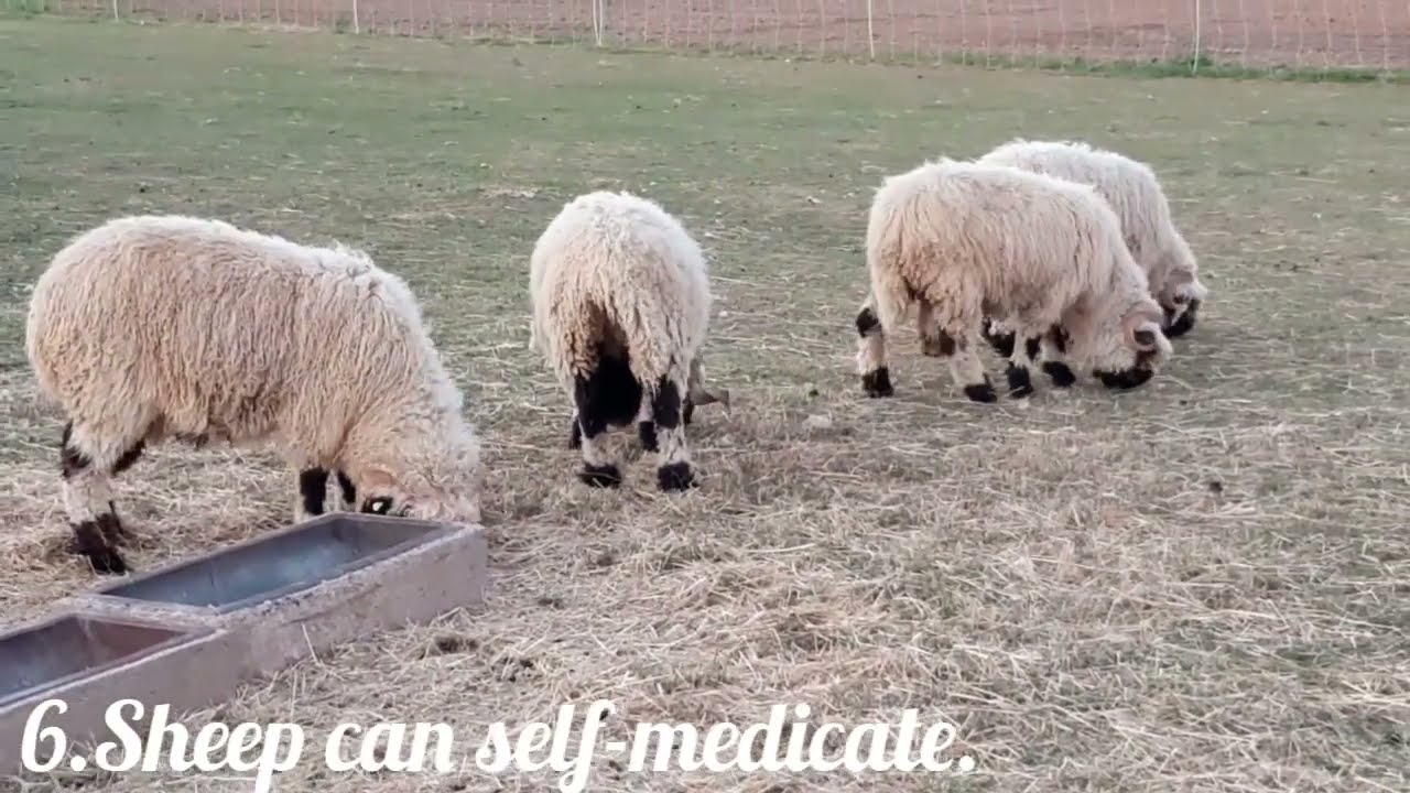 Ten fun facts about sheep @Lover of Nature - YouTube