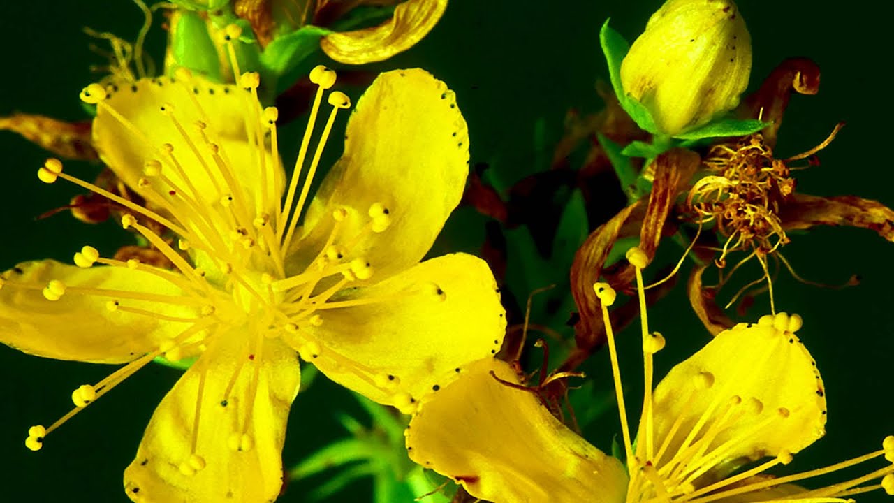 KANTARION / KANTARIONOVO ULJE lekovita svojstva - YouTube