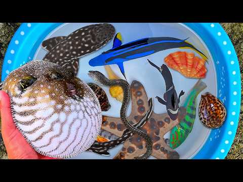 Tangkap ikan buntal dan kerang, kelomang, ikan hias, ikan hiu, ikan laut, kepiting, siput, keong