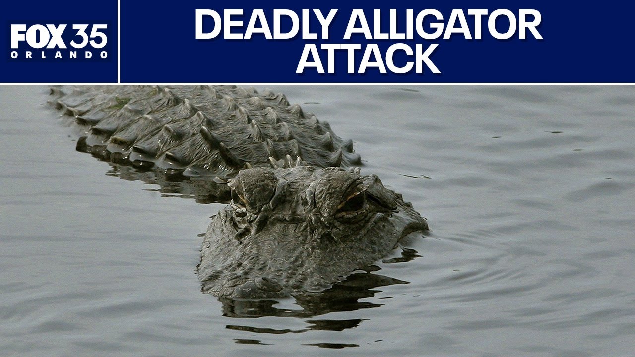 Deadly alligator attack in Florida: FWC officials give update - YouTube