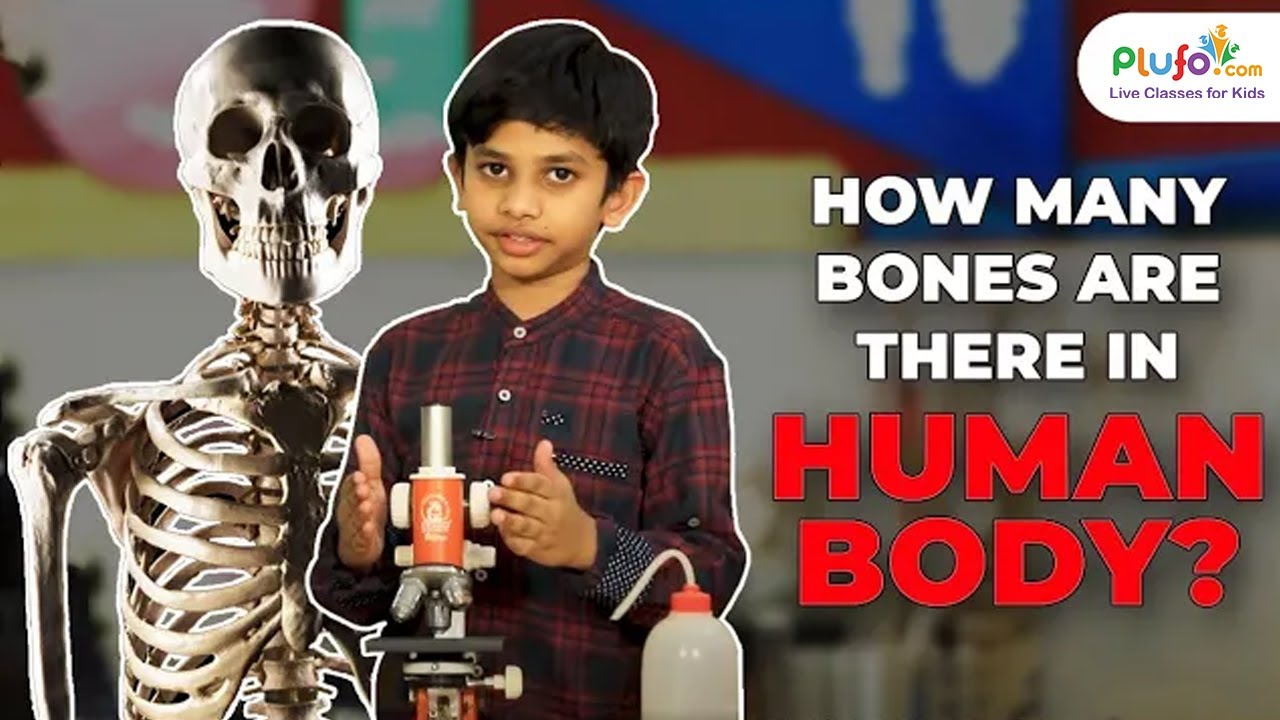How Many Bones Are There In Human Body? - Kids Video Show | Mr. Science ...