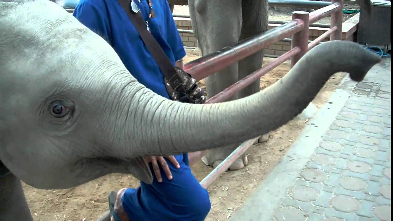 Thailand, Samphran elephant ground. meet show elephants - YouTube