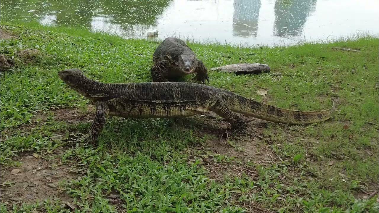 Two monitor lizards with a tilapia carcass. - YouTube