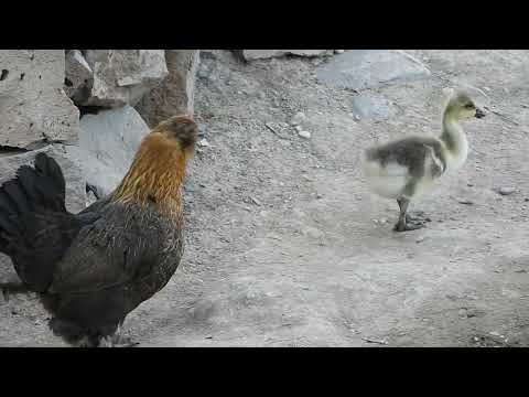Kaz yavrusunu sahiplenen Tavuk - Chicken and Gosling