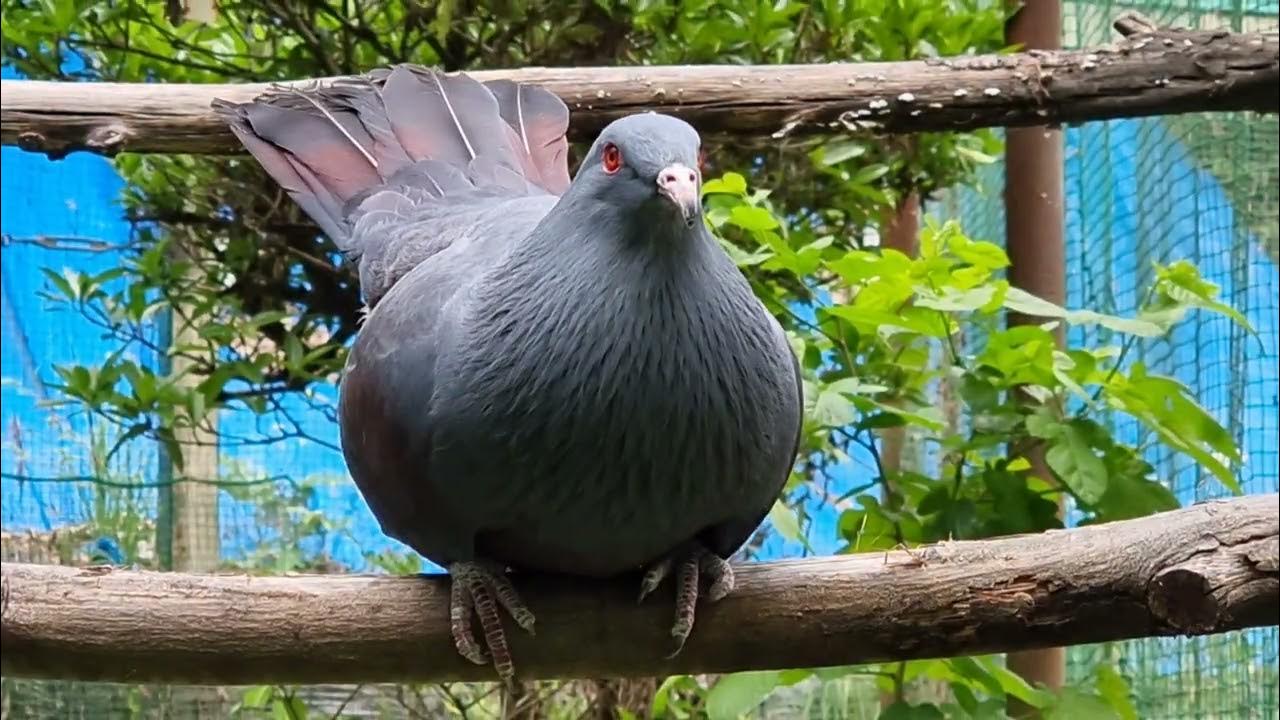 Giant pigeon - YouTube