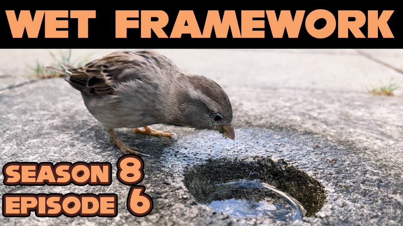 Chibi the sparrow - [854 days] "Wet framework" - YouTube
