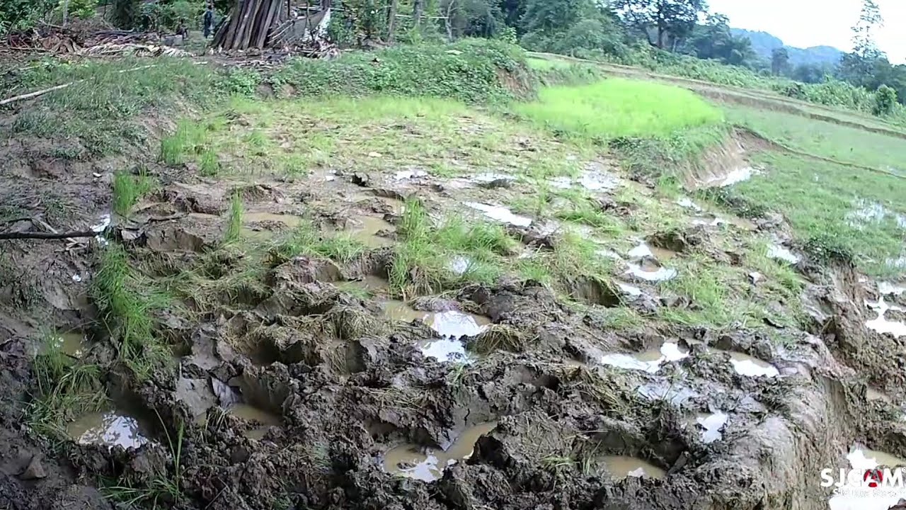Once again wild elephants destroyed paddy fields. - YouTube