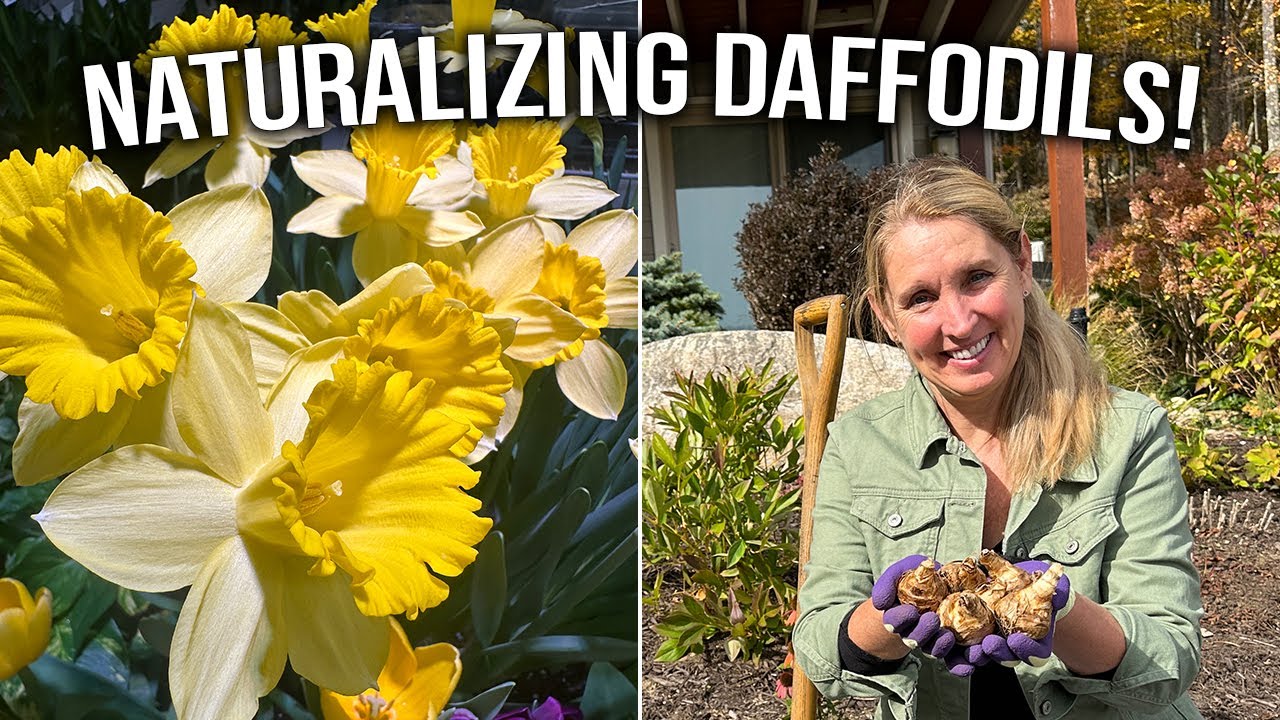 How to Naturalize Daffodil Bulbs for a Beautiful Spring Garden - YouTube