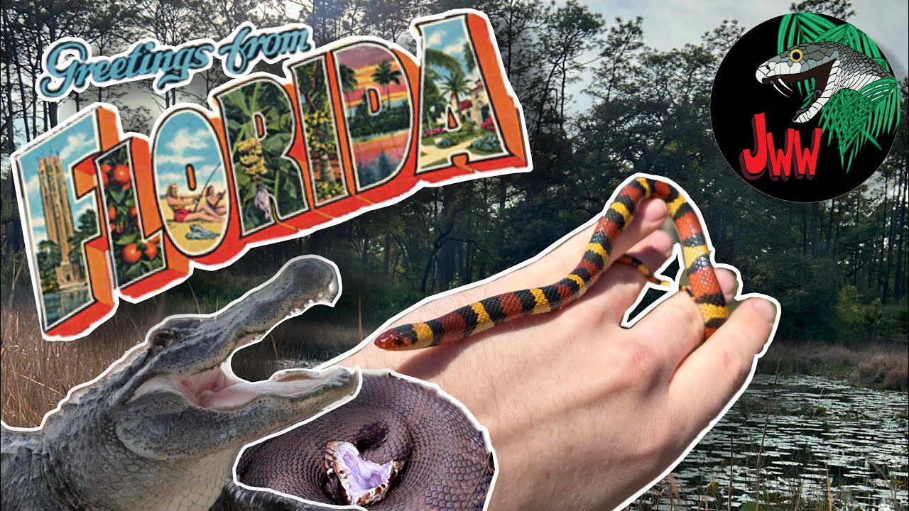 Catching TONS of SNAKES, LIZARDS, and MORE in North Florida!!! - YouTube