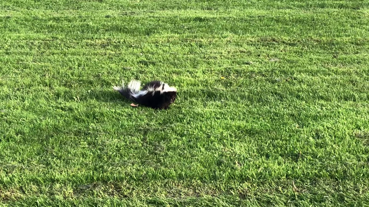 Skunk with distemper - YouTube