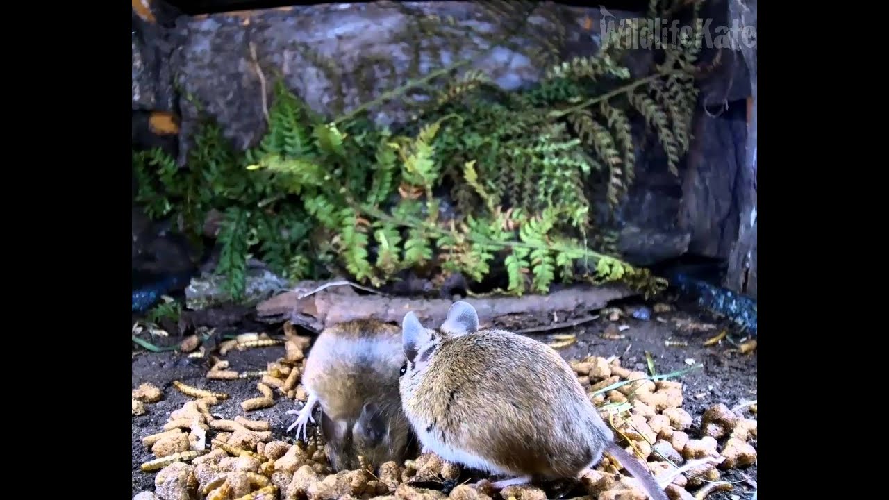 Wood mice in Prickly Diner - YouTube