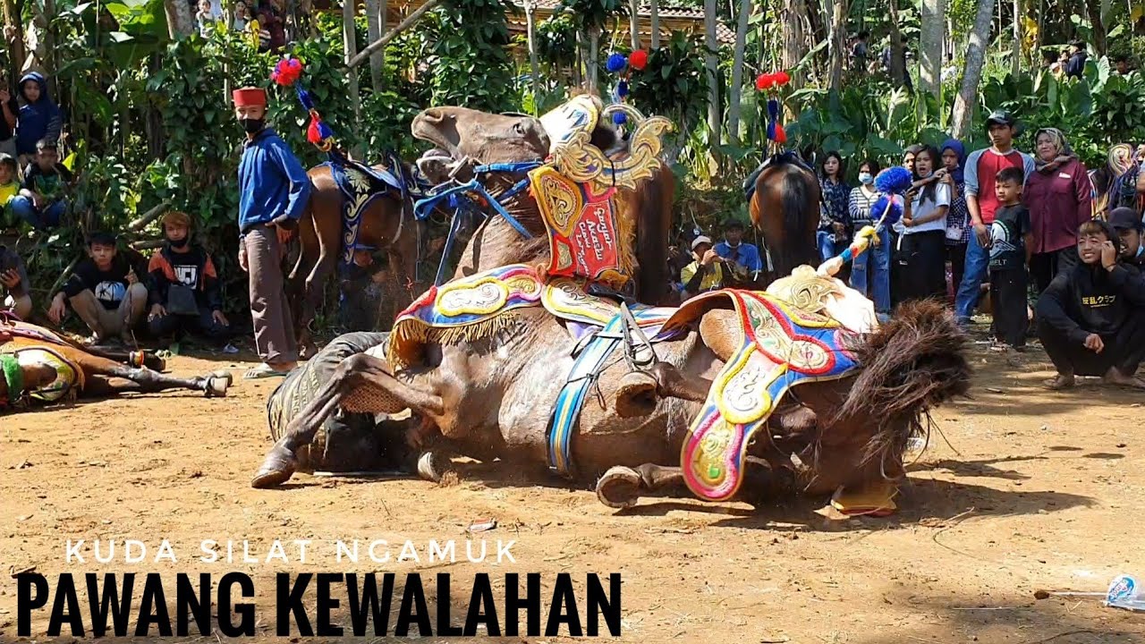Atraksi Kuda Renggong Ngamuk - YouTube