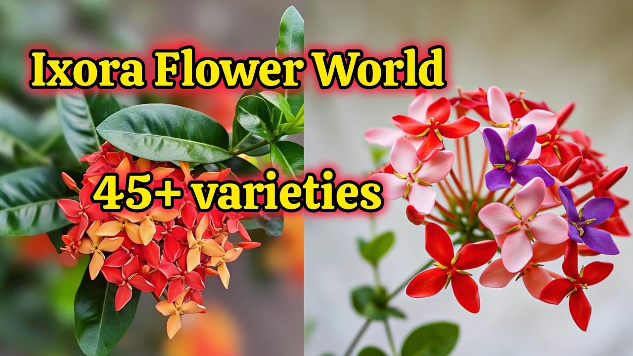 Ixora Flower 45+ varieties | Ixora World | Imported Ixora Varieties 🤩💐💐 ...