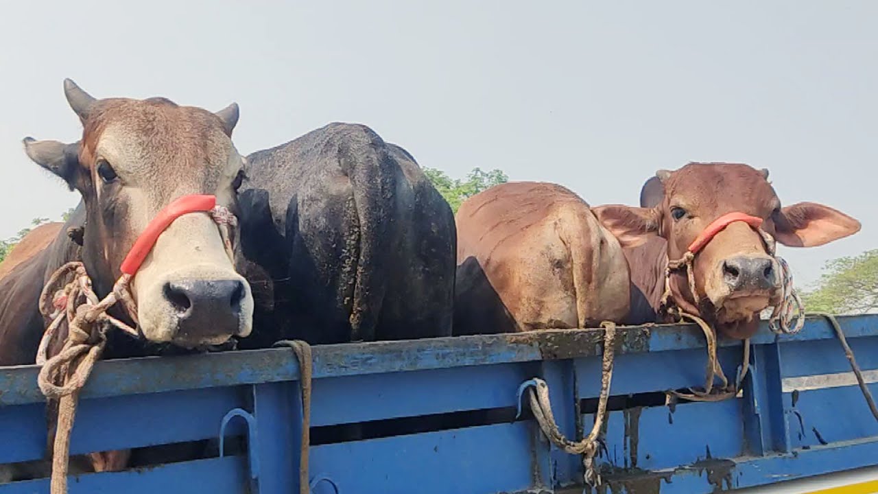 cow unloading | cow videos | caw | cow ki video | big cow farm | cow ...