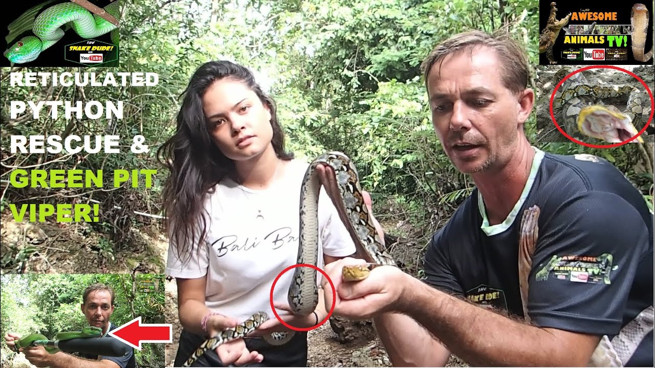 SNAKE MAN - Venomous Snakes - PIT VIPER PYTHON RESCUE - SNAKE DUDE YOUTUBE! TOP 10 Snakes! #34 ...