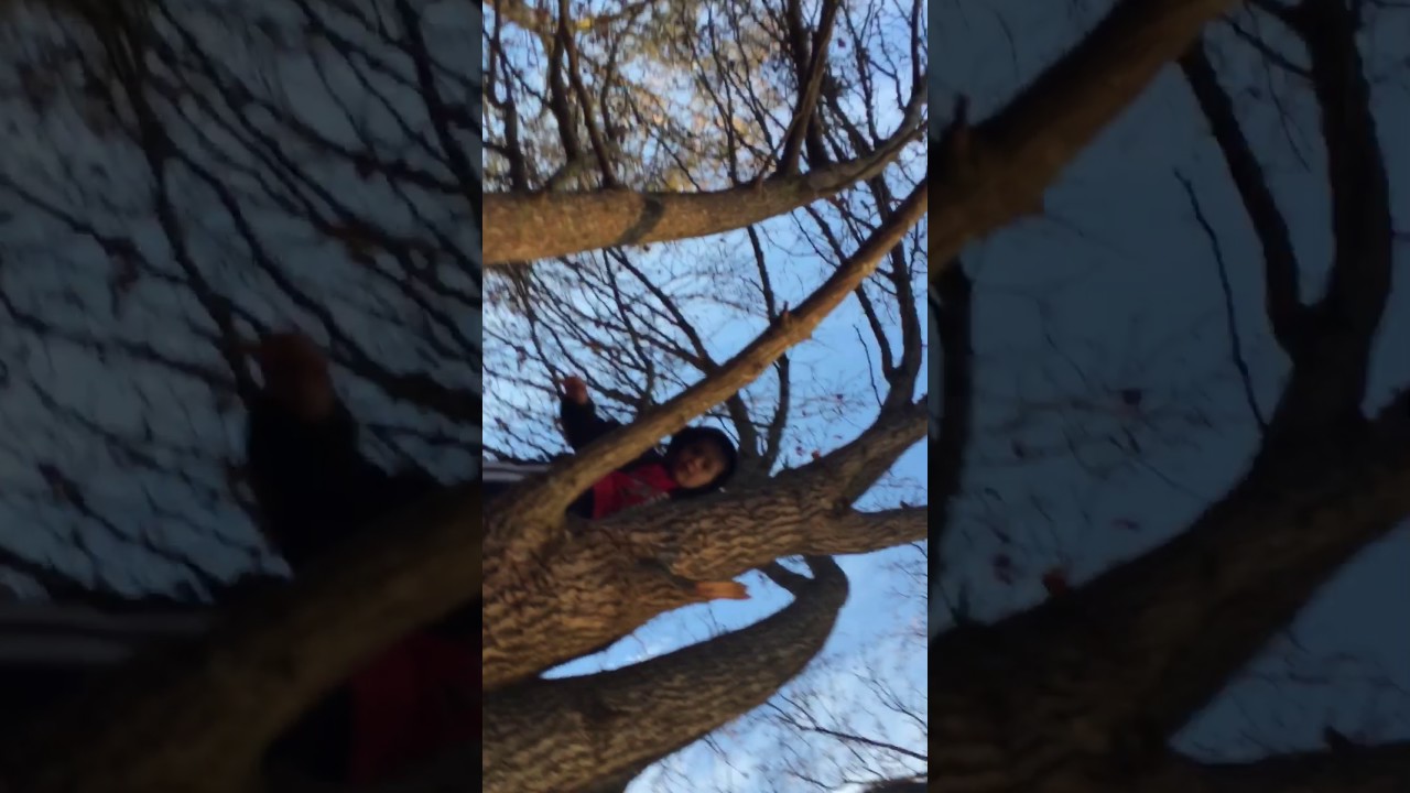 Kid stuck in a tree - YouTube