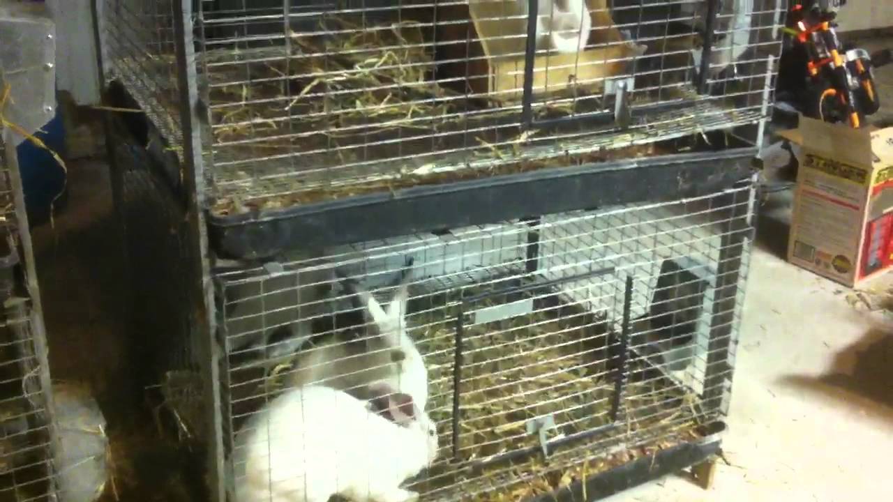 First attempt at raising meat rabbits - YouTube