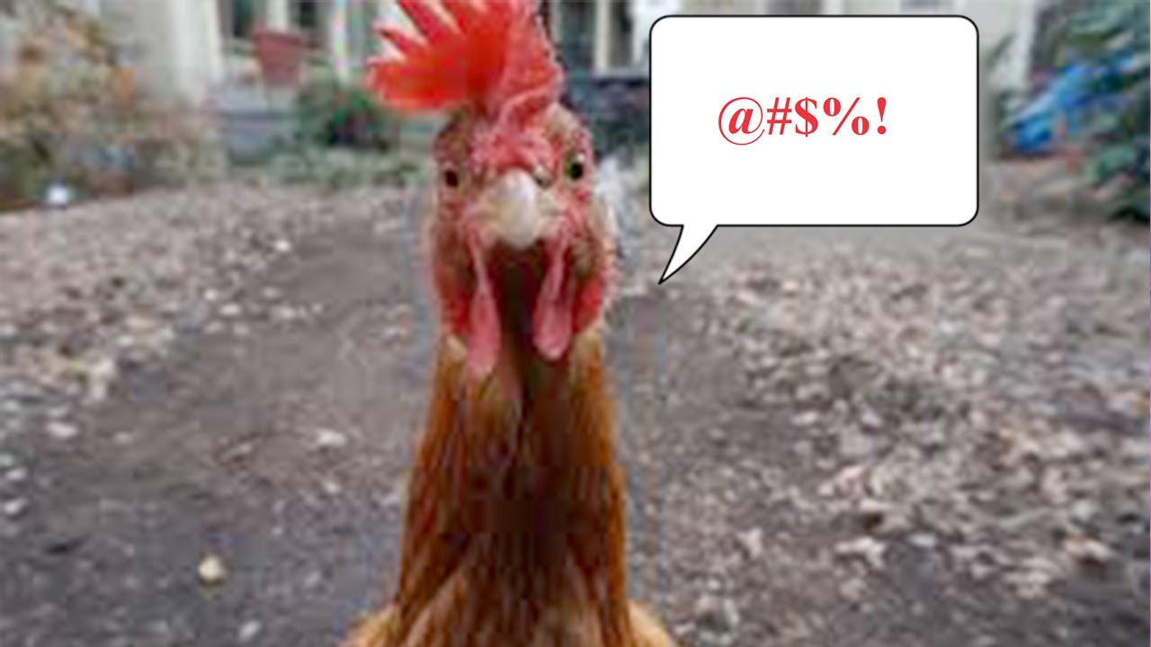 Chicken Starts Talking Before This - Creepy Story - YouTube