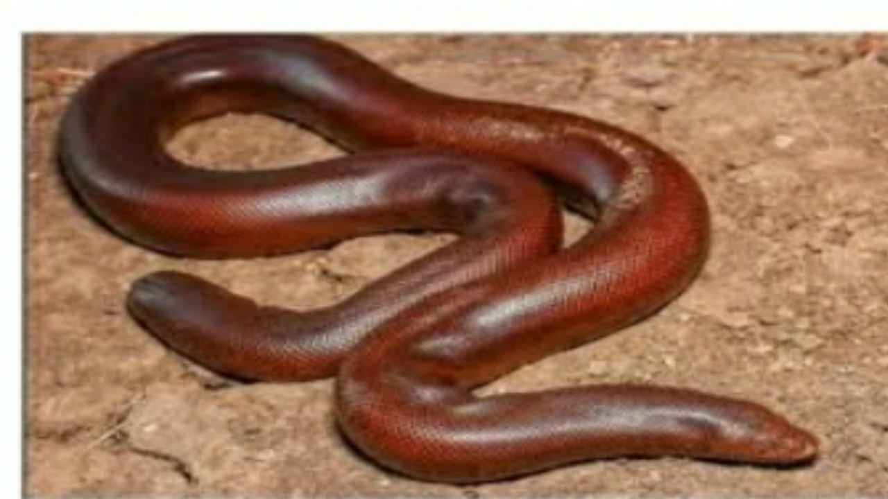 DOUBLE FACE SNAKE CAUGHT IN HASAN NAGAR - YouTube