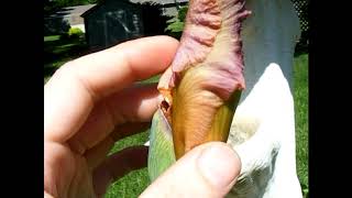 Breeding Irises