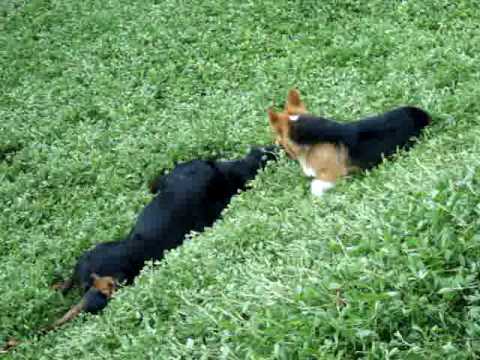 brutal corgi attack - YouTube
