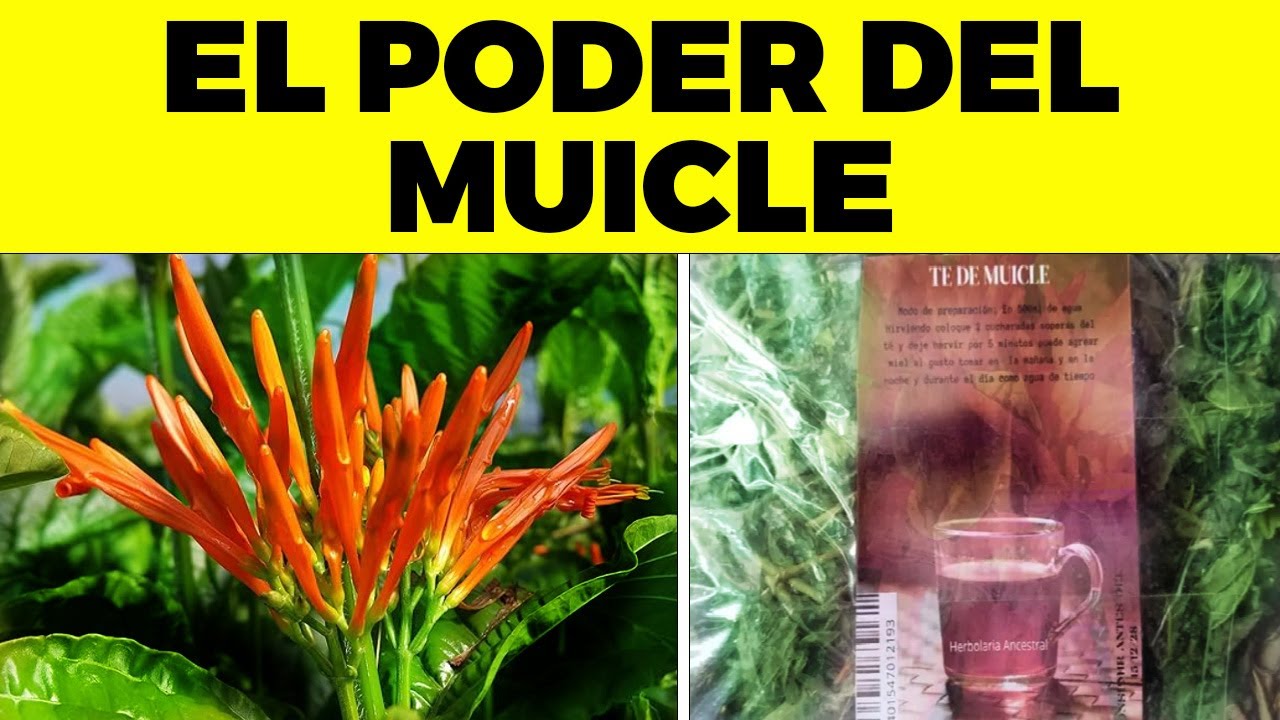 Muicle Plant Photos: A Guide to Confident Identification ...