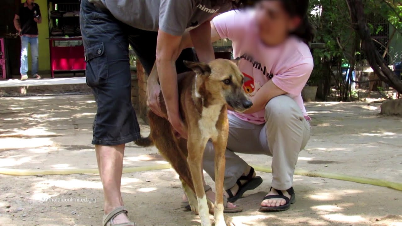 Stray and Injured Pup Gets Much Needed Help - YouTube