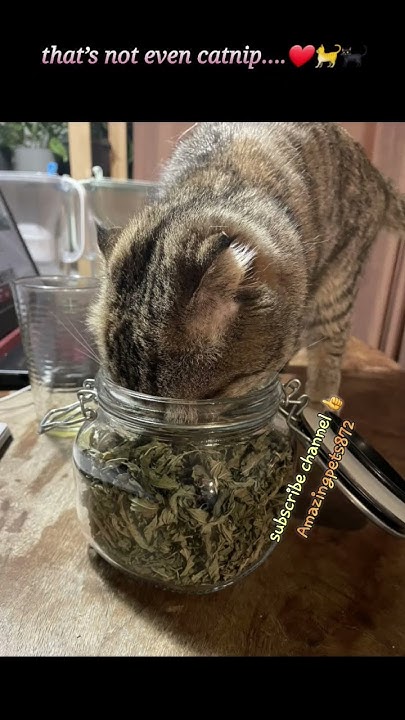 #that’s not even catnip…. #viral #cat#petloversunite #animalsounds#catsshorts #catlover# ...