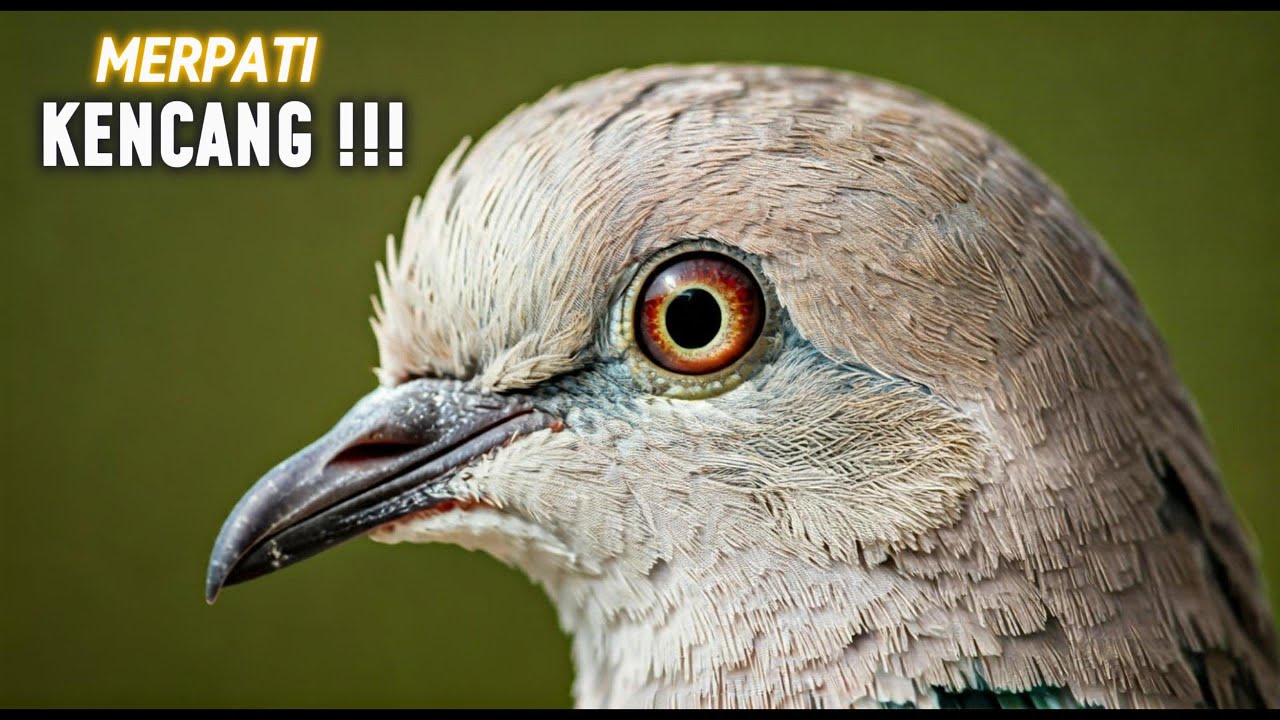 PESONA MERPATI PIYIK KENCENG - YouTube