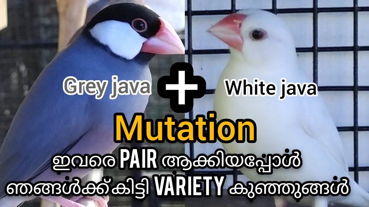 java finches breeding/mutation/malayalam#paravakoottam - YouTube