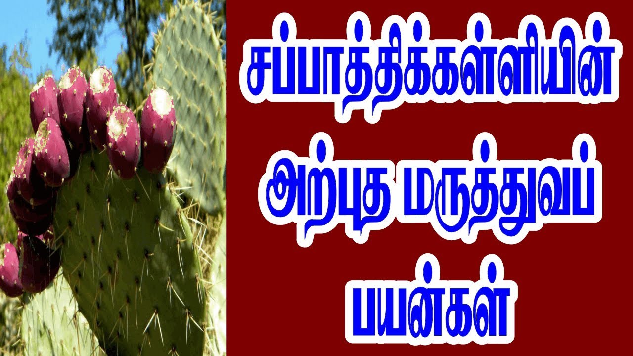MEDICINAL BENEFITS OF SAPPATHI KALLI / சப்பாத்திக் கள்ளியின் அற்புத ...