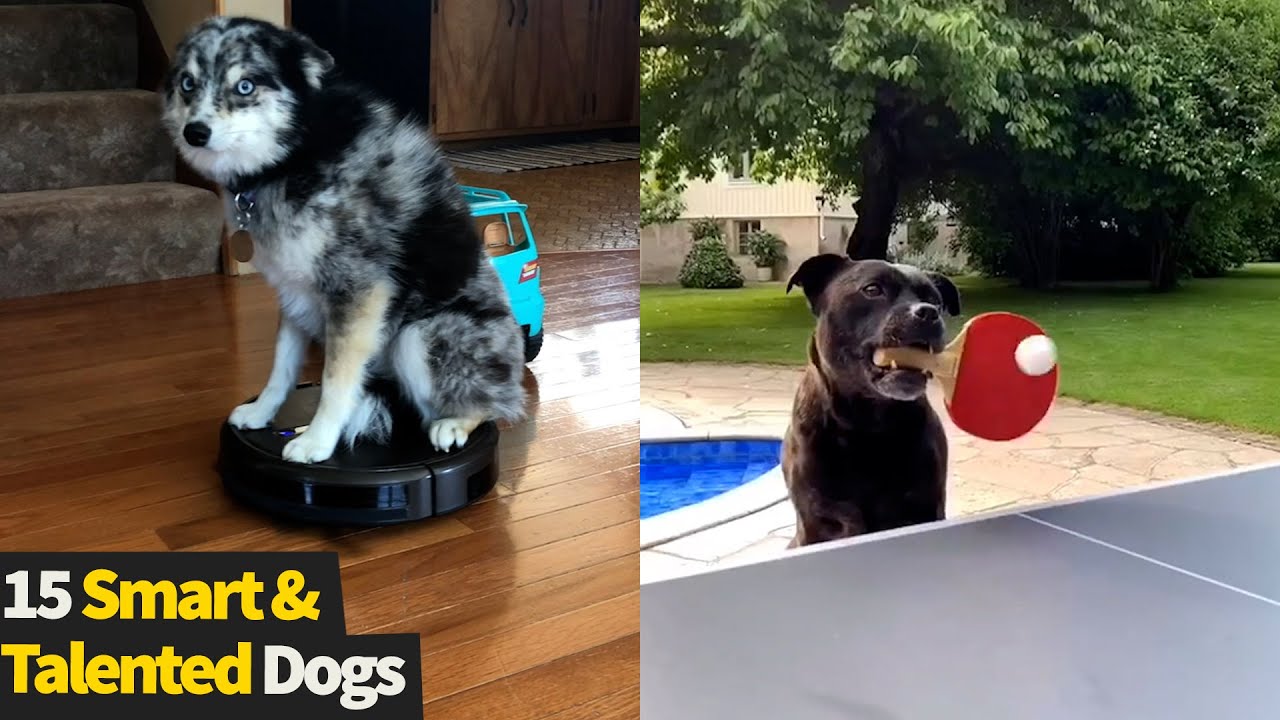 Top 15 Smart And Talented Dogs | Clever Dogs Compilation - YouTube