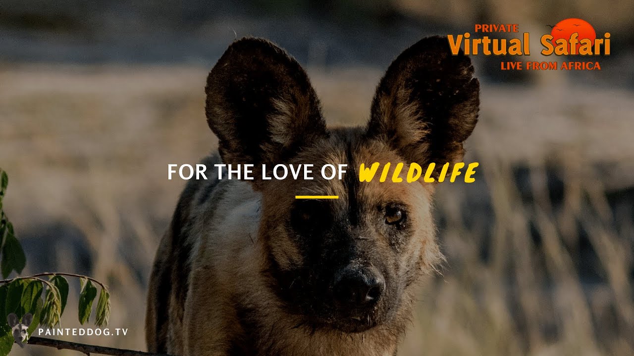 Private Virtual Safaris Live from Africa - YouTube