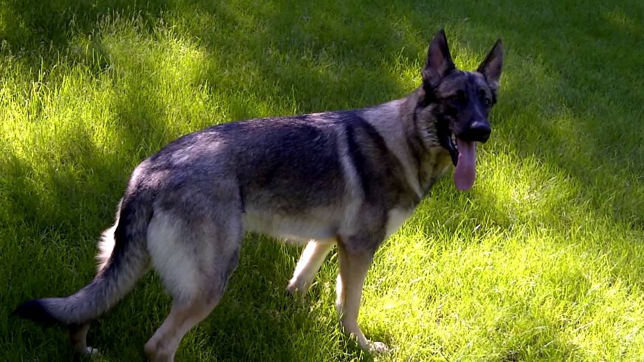 working line german shepherd - YouTube