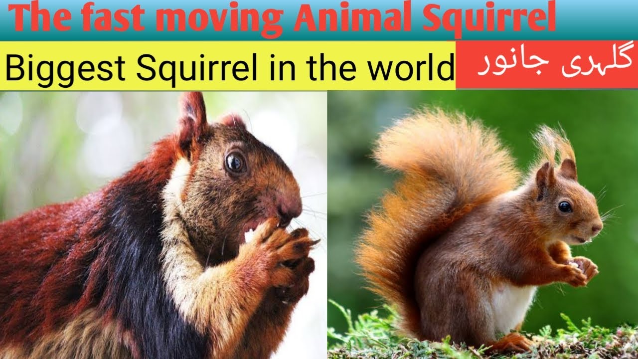 The Fast moving Squirrel Cute Animal|Lovely Squirrel|Fun with Squirrel| - YouTube