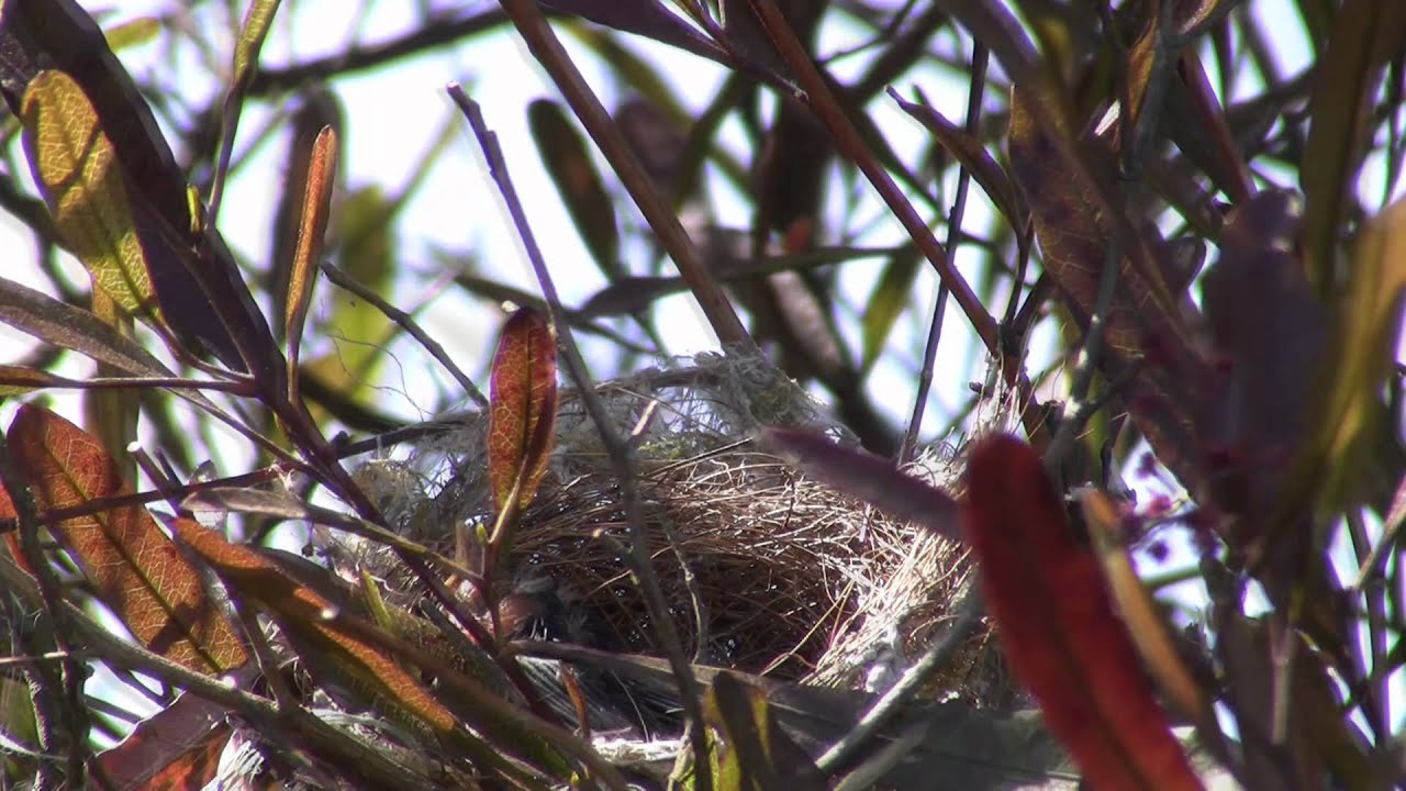 silvereye feeding babies - YouTube