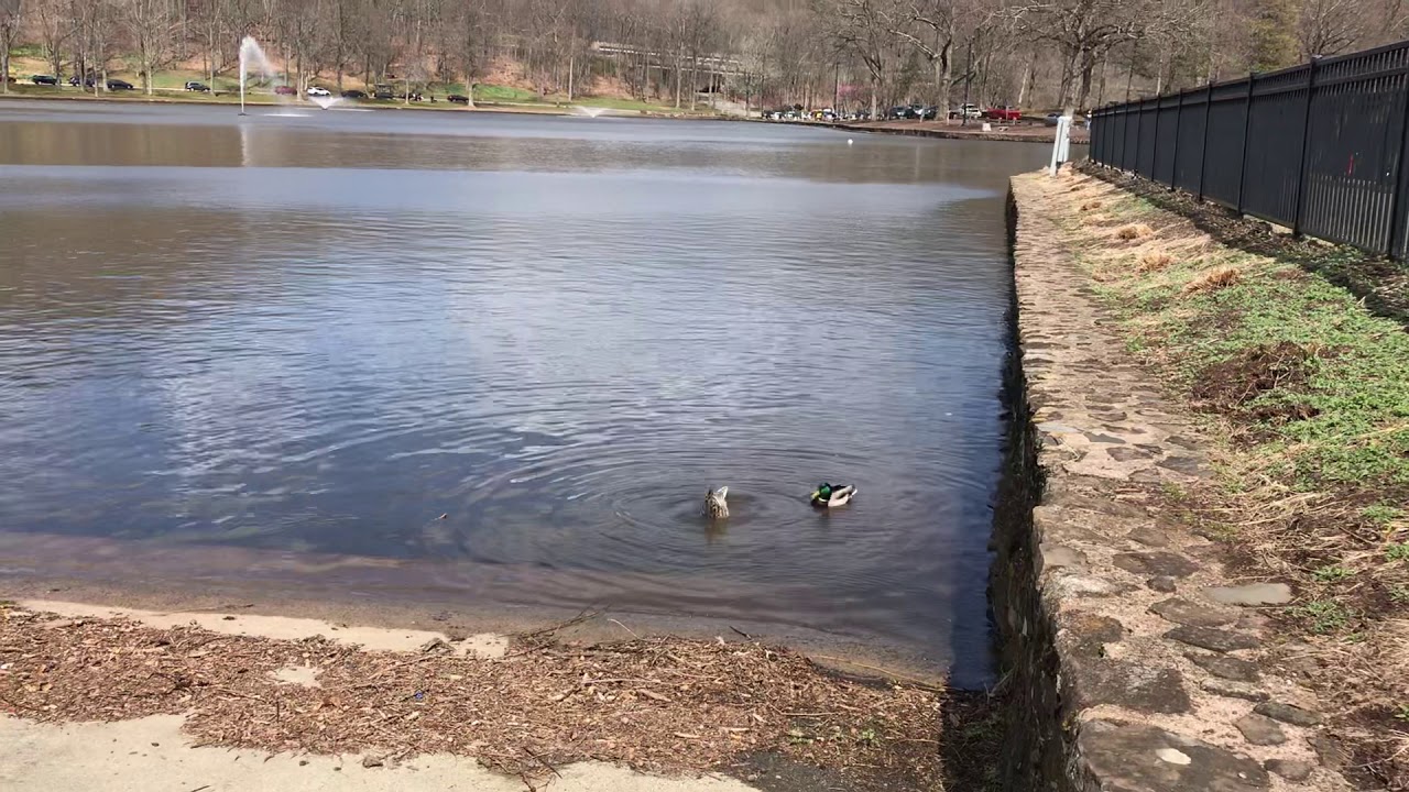 Day 27 Distance Learning Staycation Day 2 Hubbard Park and Ducks - YouTube
