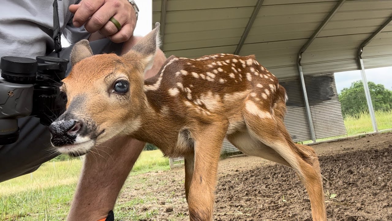 Finding fawns at Ruff Edge Whitetails. Best part of Deer Farming. #deer ...