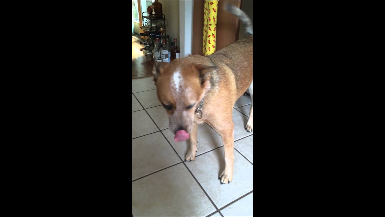 Funny Dogs - Australian Cattle Dog - YouTube