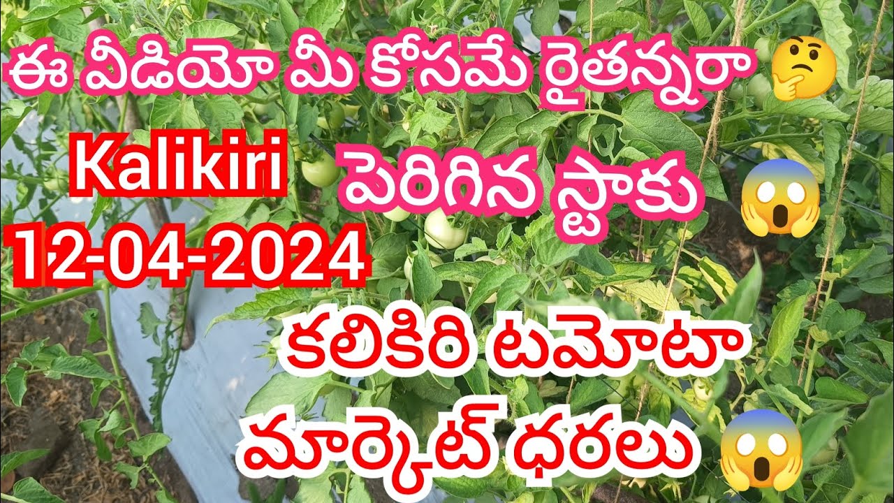 12-04-2024 #kalikiri tamota mareket today prices #today - YouTube