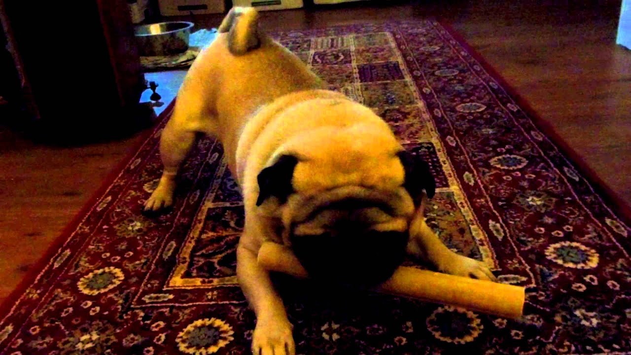 Very angry pug Bram lol DSCN9032 - YouTube