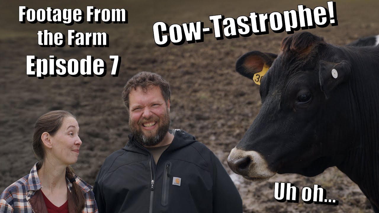 Footage From The Farm: Episode 7 - Can Charles Avoid Cow-Tastrophe! - YouTube